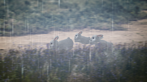 MOG MOG PLANET REAL版 | アニメ動画見放題 | dアニメストア